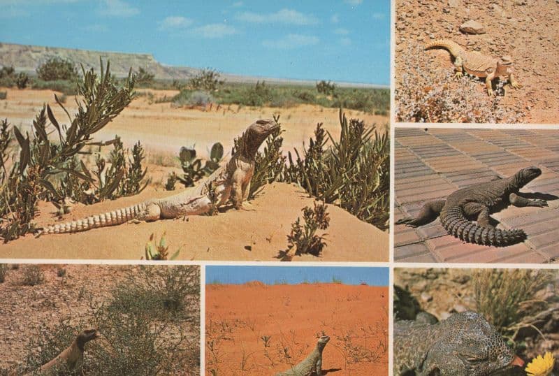 Spiny Tailed Lizard Saudi Arabia Large Reptile Arabic Postcard
