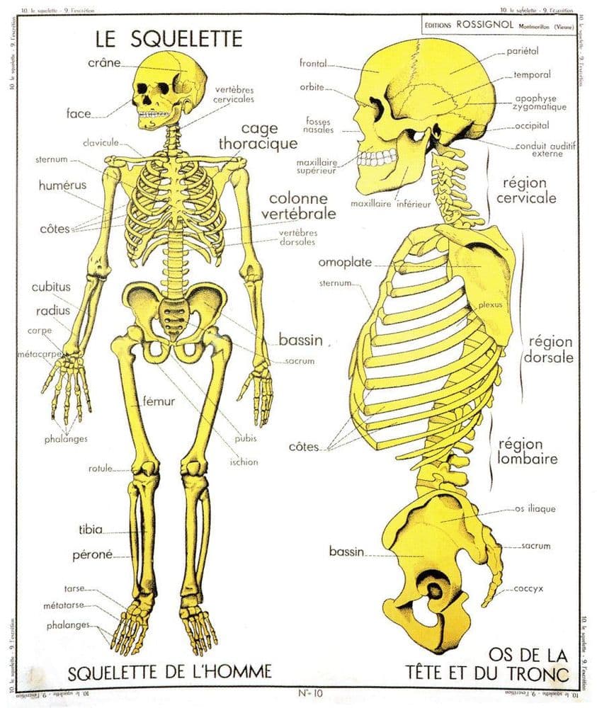 The Human Skeleton Le Squelette School Education Wall Chart Postcard