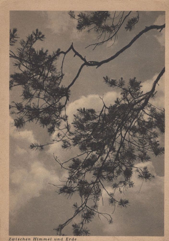 Trees at Zwischen Himmel Und Erde Rare Old WW2 German Postcard