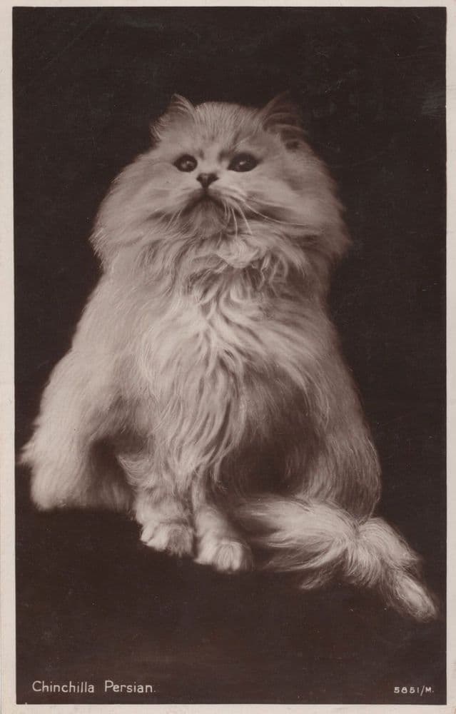 Winston Churchill Persian Military Cat Valentines RPC Old Postcard