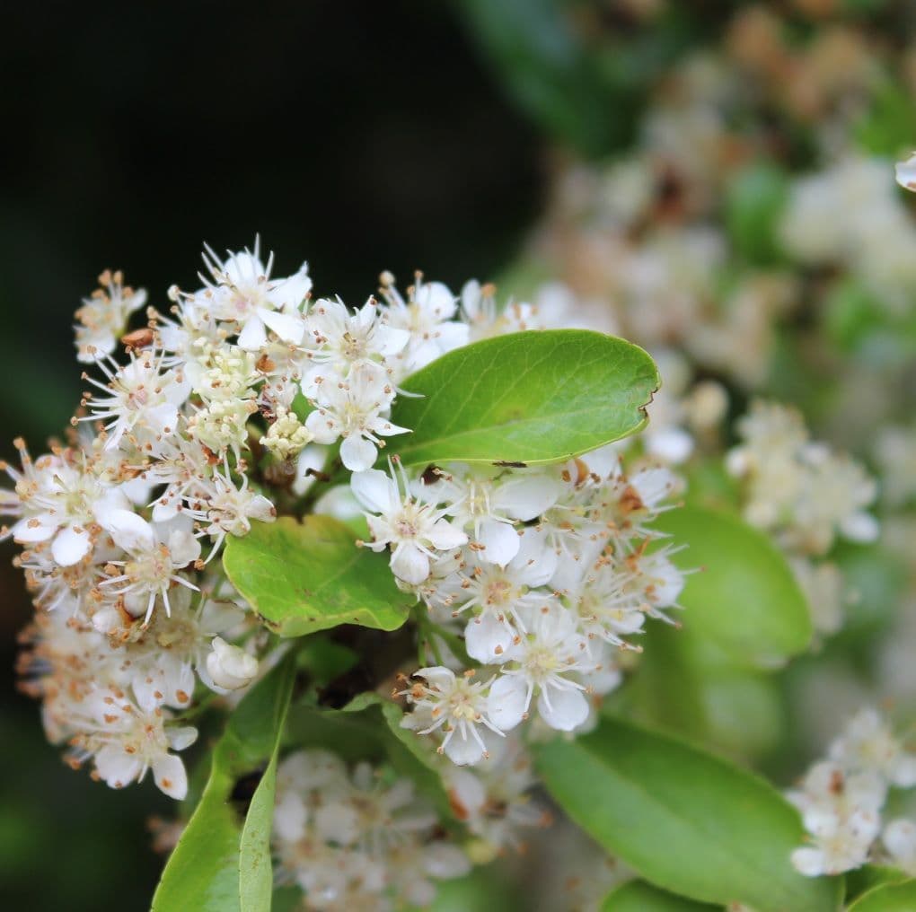 Abelia x Raspberry profusion 3 Litre