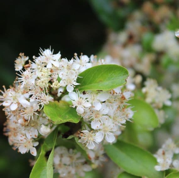 Abelia x Raspberry profusion 3 Litre