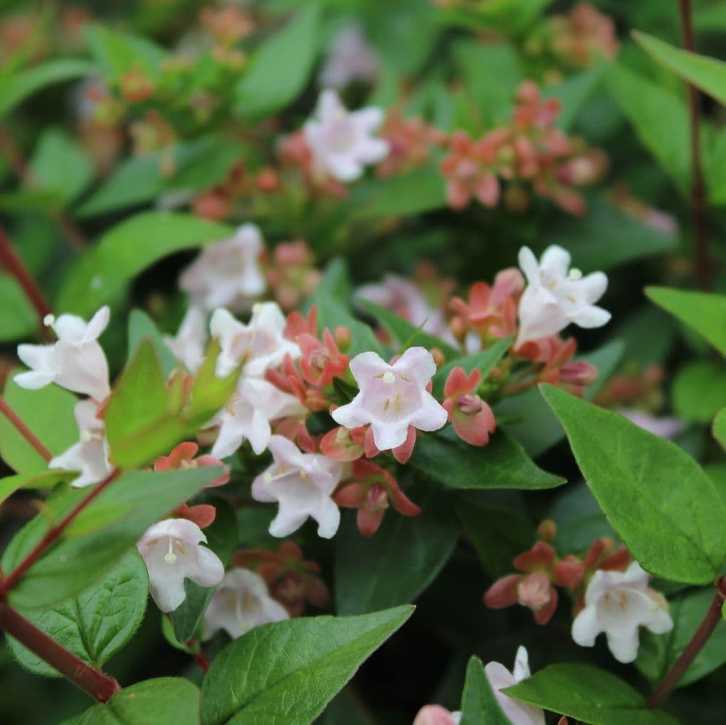 Abelia x Raspberry profusion 3 Litre