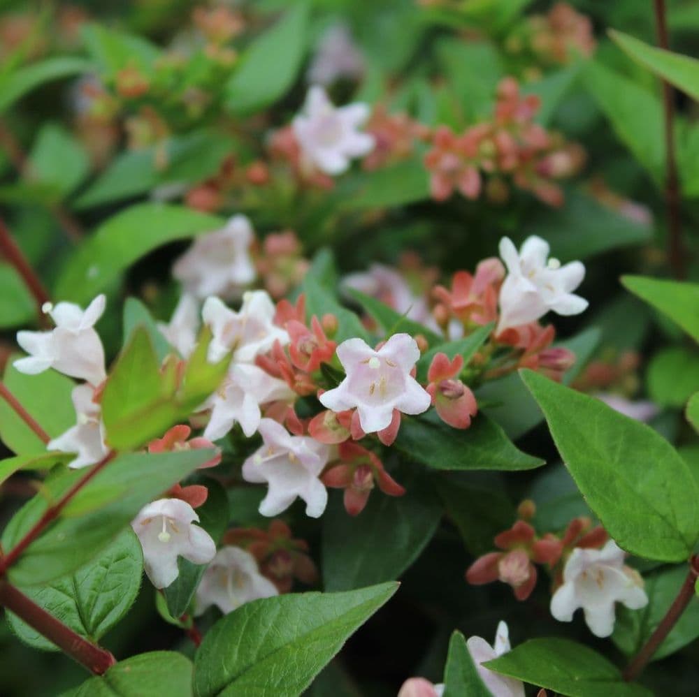 Abelia x Raspberry profusion 3 Litre