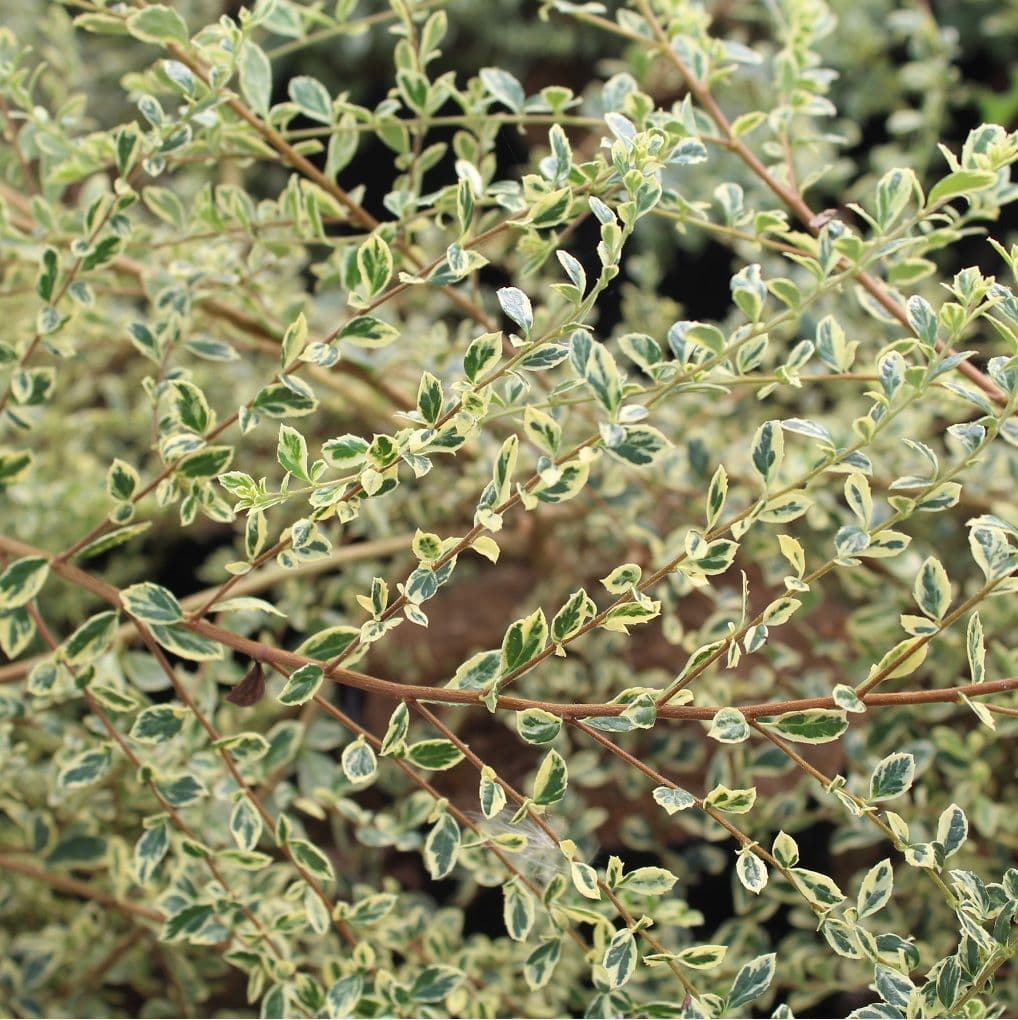 Azara Microphylla Variegata 3 Litre