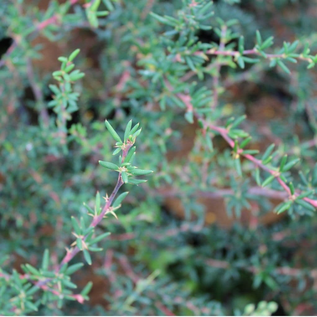 Berberis stenophylla 3 Litre
