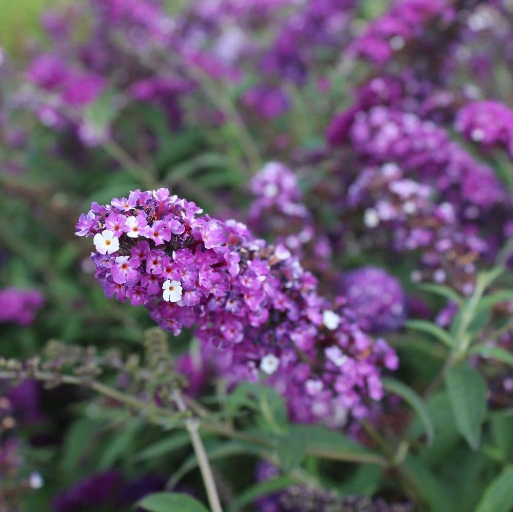 Buddleja Berries and Cream 3 Litre