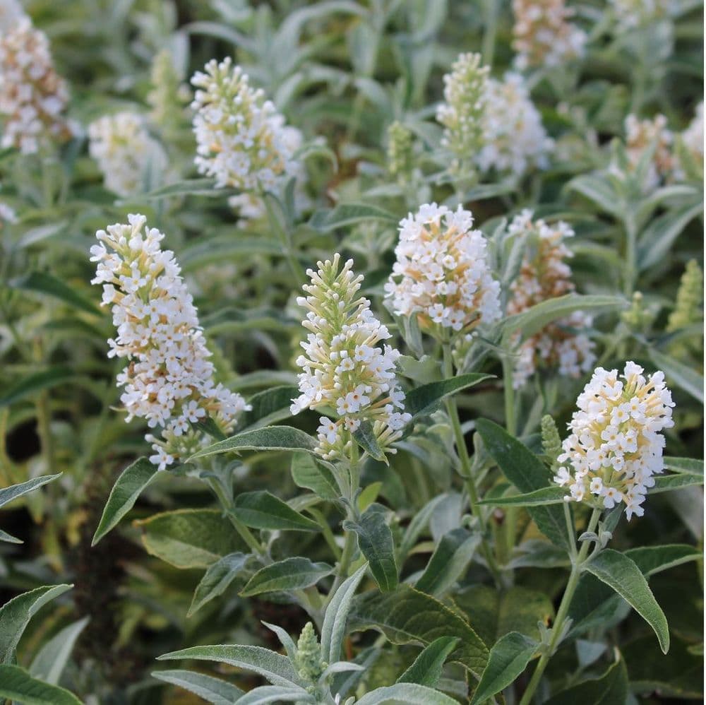 Buddleja davidii Butterfly Towers White 3 Litre