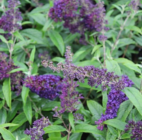 Buddleja davidii Buzz Indigo 3 Litre