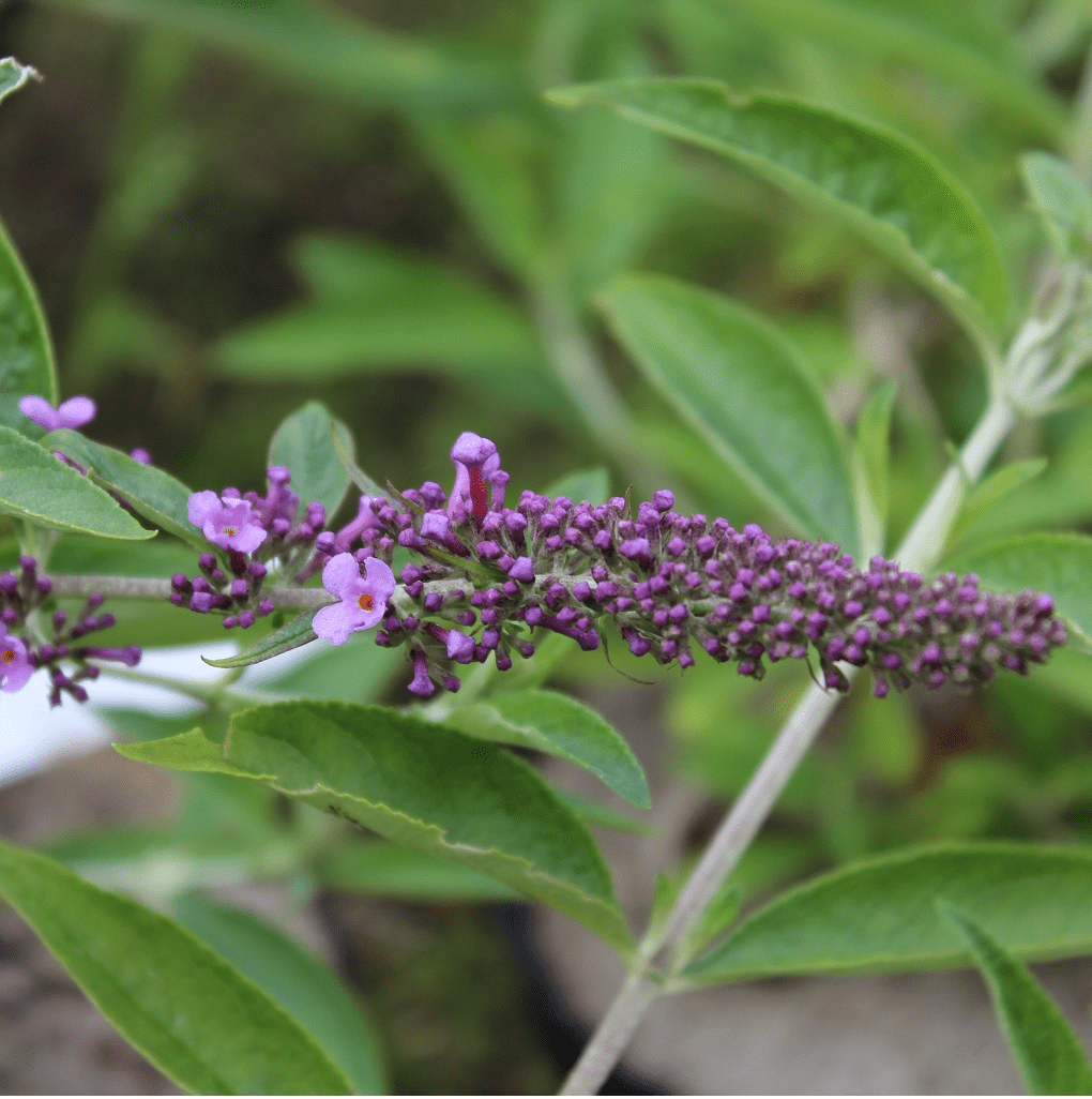 Buddleja davidii Sophie 3 Litre