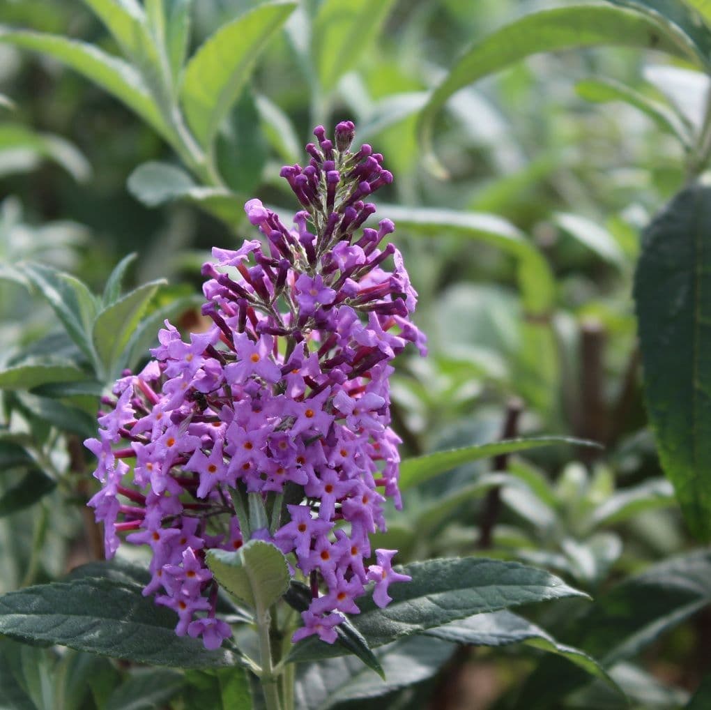 Buddleja Flutterby Pink 3 Litre