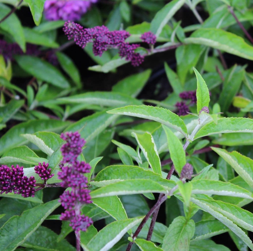 Buddleja petite Tutti Frutti 3 Litre