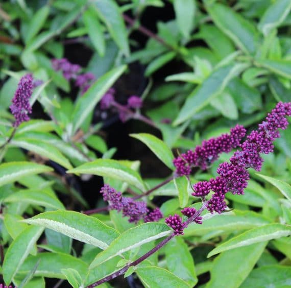 Buddleja petite Tutti Frutti 3 Litre