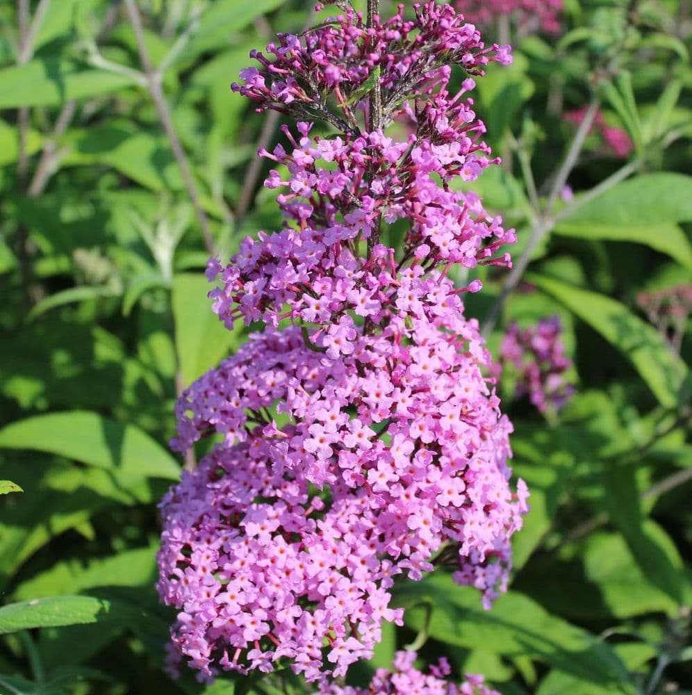 Buddleja Pink Delight 3 Litre