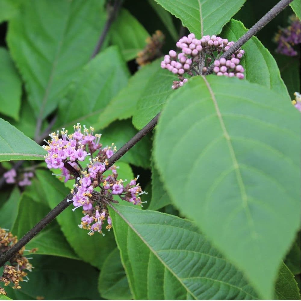 Callicarpa bodinieri var giraldii Profusion 3 Litre