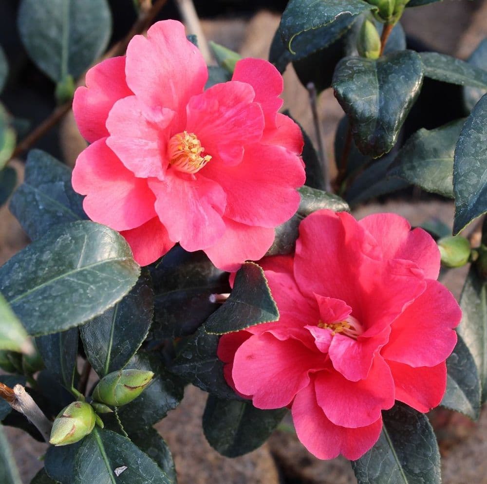 Camellia x williamsii Freedom Bell 3 Litre