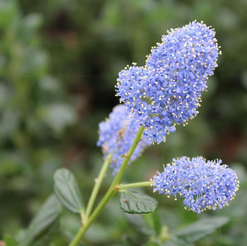 Ceanothus griseus var horizontalis Yankee Point 3 Litre
