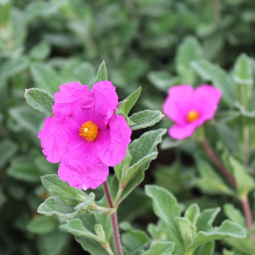 Cistus x pulverulentus Sunset 3 Litre