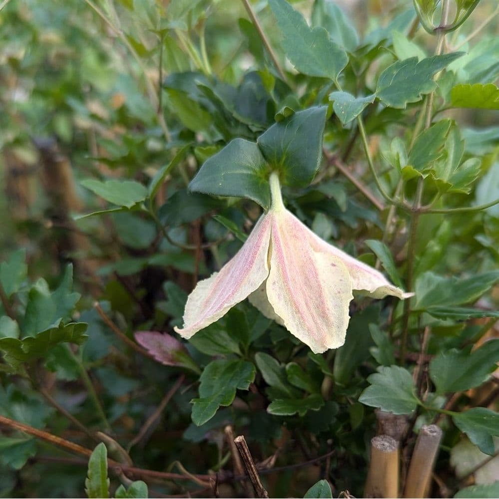 Clematis cirrhosa Winter Parasol 3 Litre