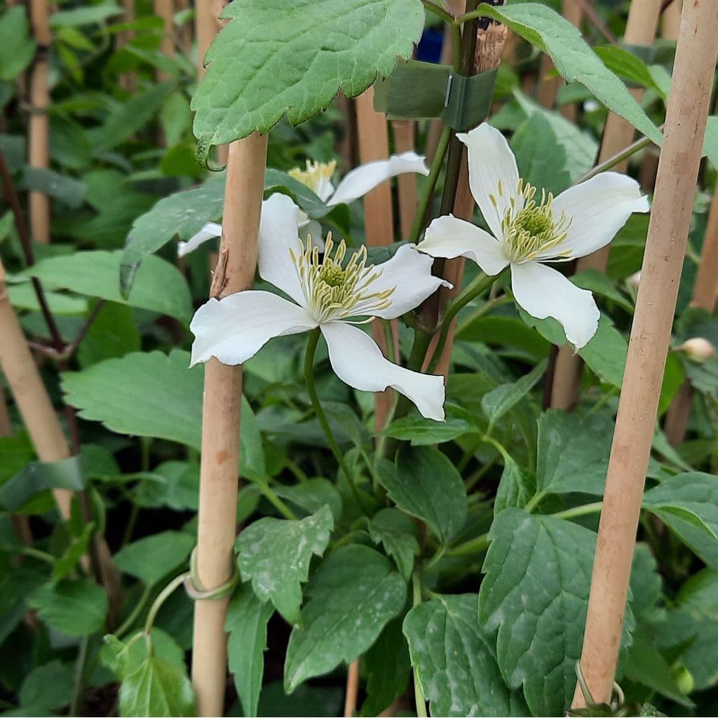 Clematis montana Wilsonii 3 Litre