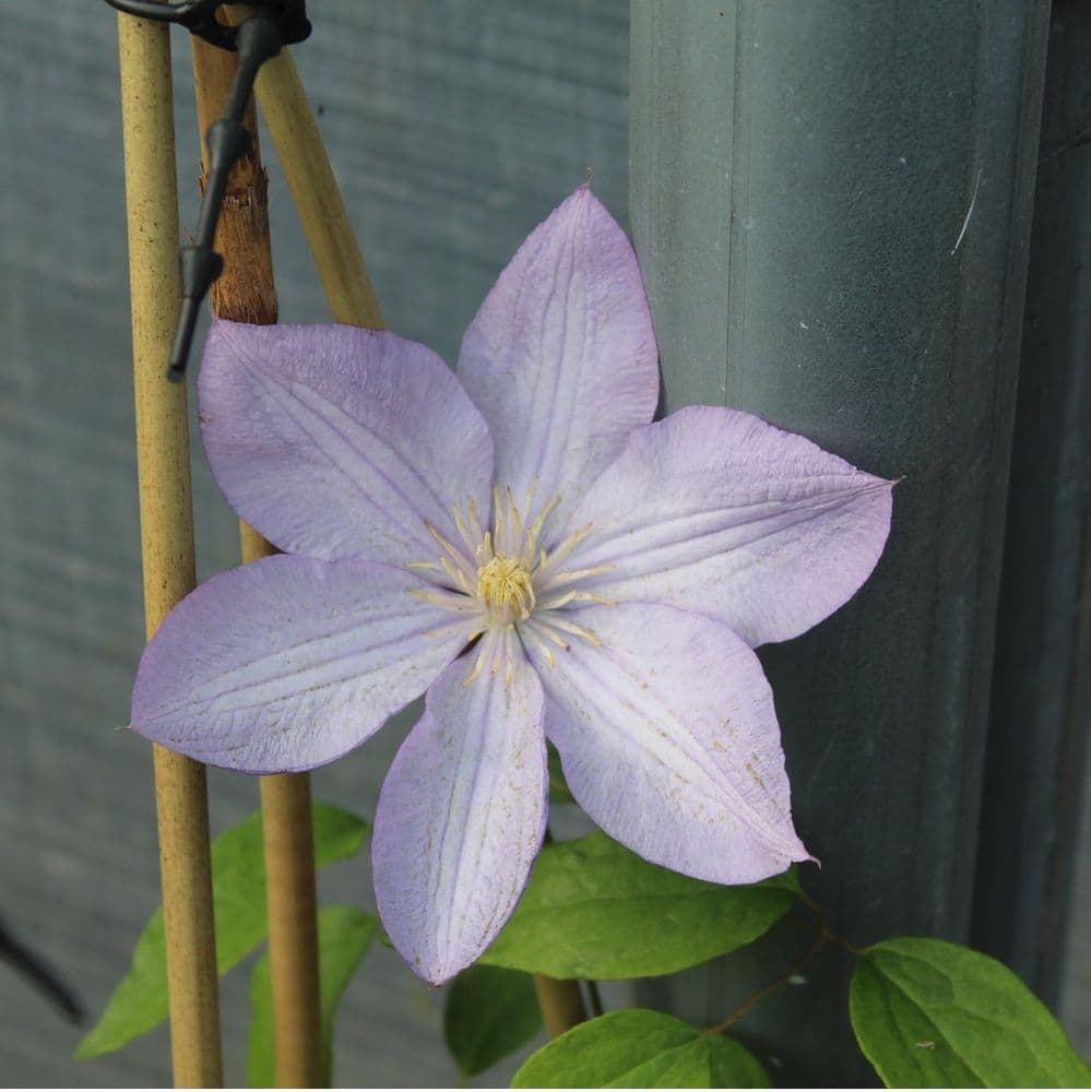 Clematis Proteus 3 Litre