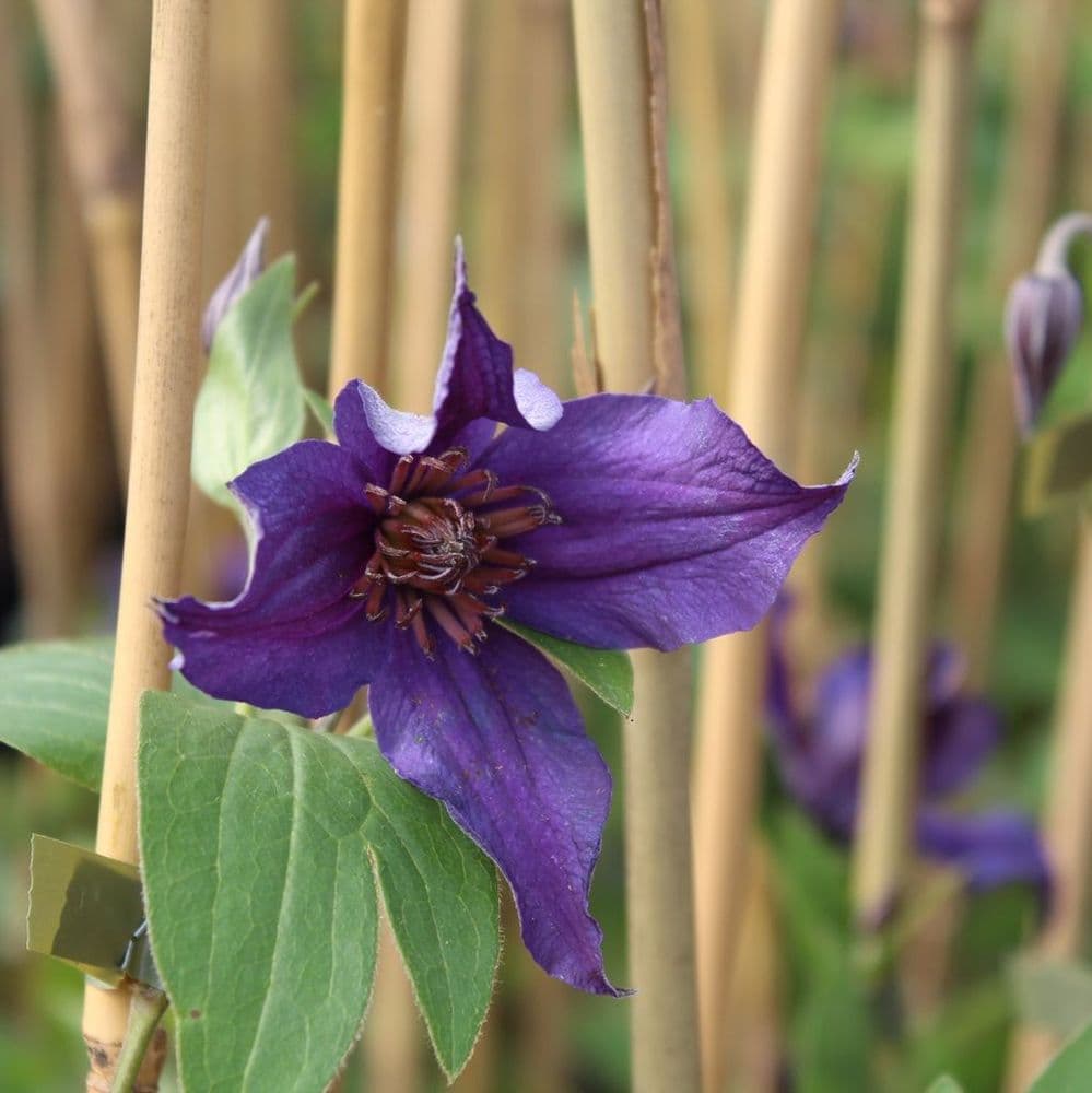 Clematis Saphyra Indigo 3 Litre