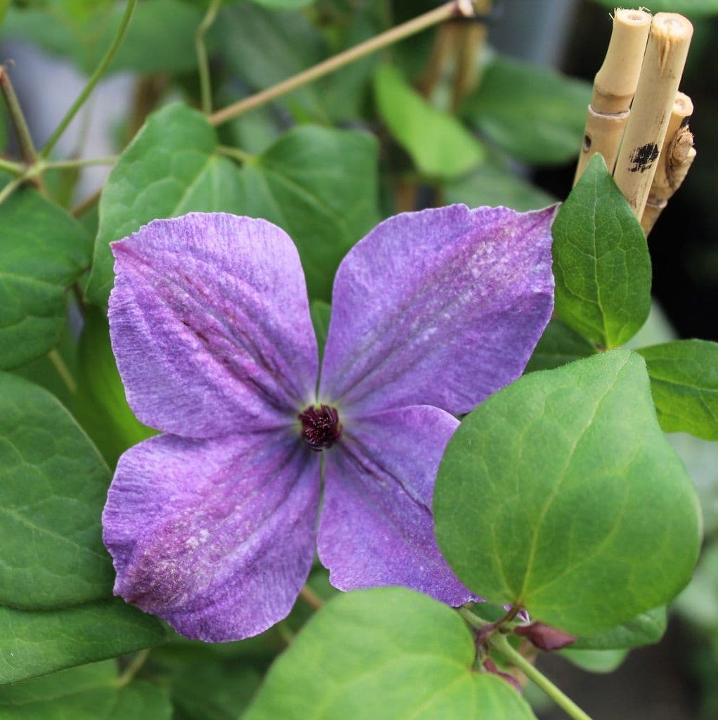 Clematis Skyfall