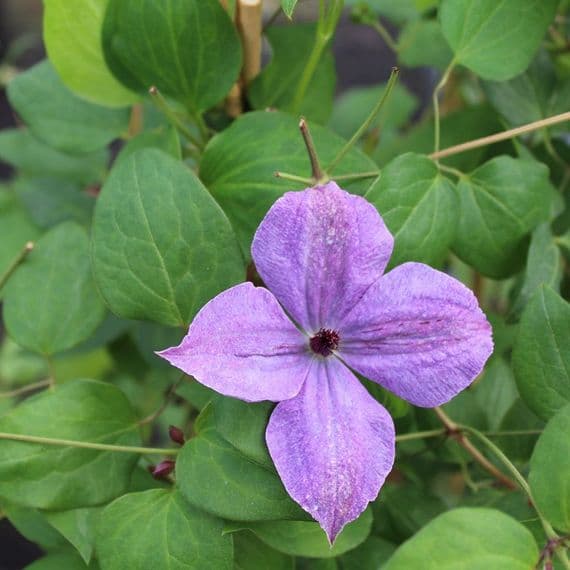 Clematis Skyfall