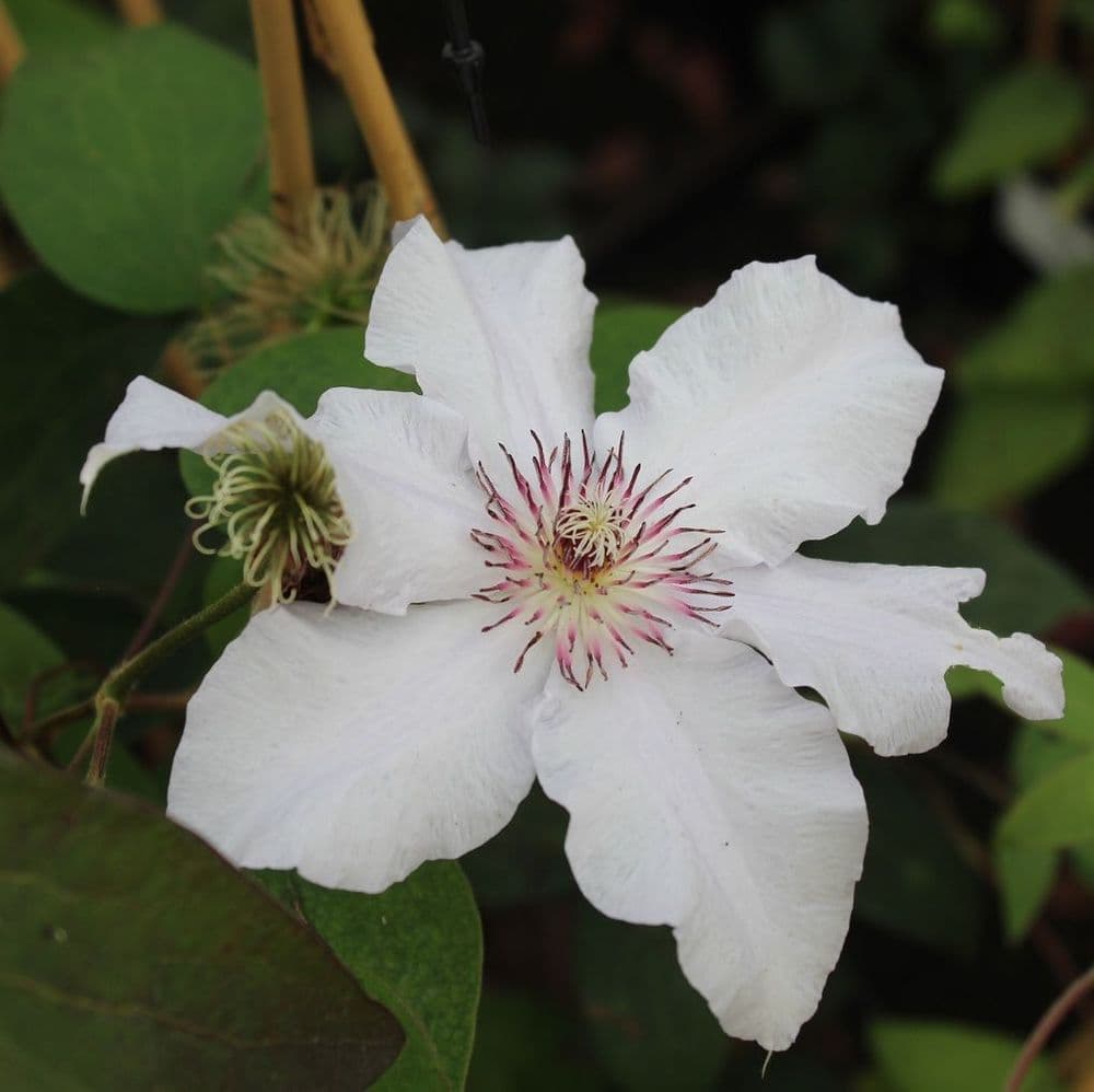 Clematis Snow Queen 3 Litre