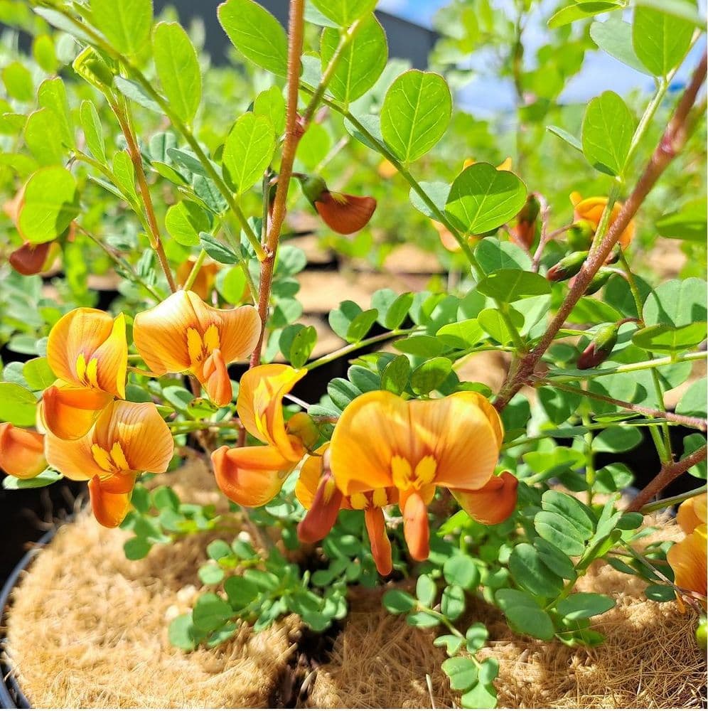 Colutea Copper Beauty 3 Litre