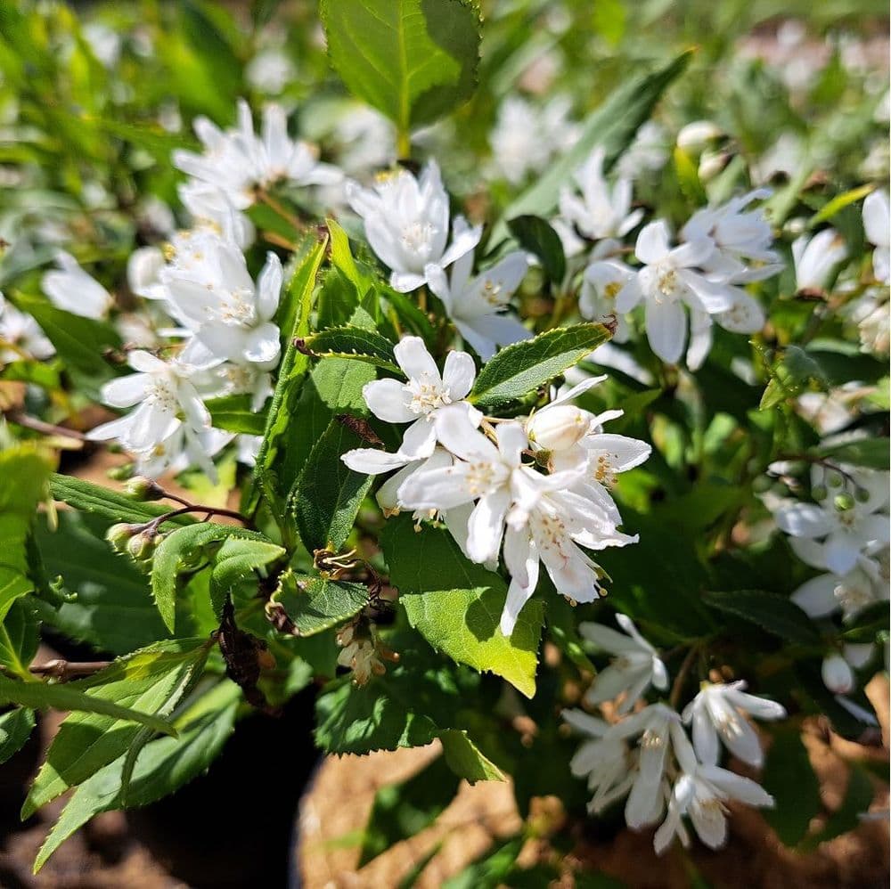 Deutzia Yuki Snowflake 3 Litre