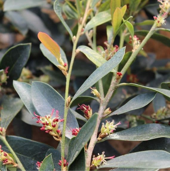 Distylium Blue Cascade