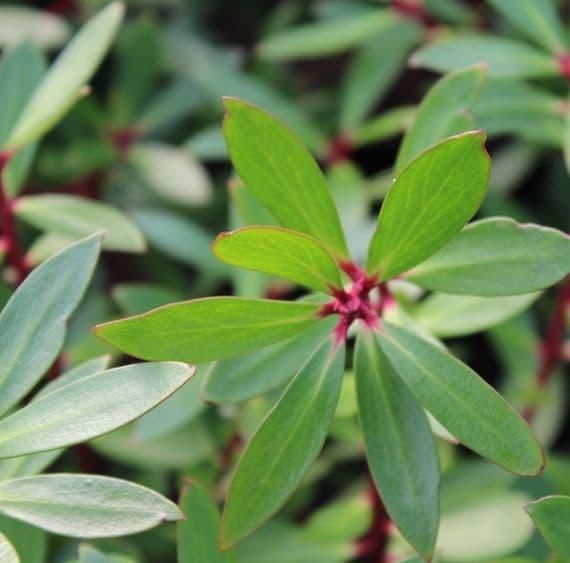 Drimys Aromatica 3 Litre