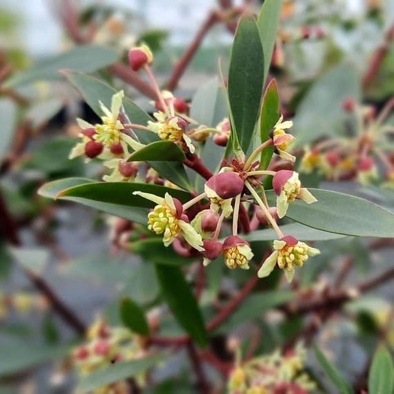 Drimys Aromatica 3 Litre