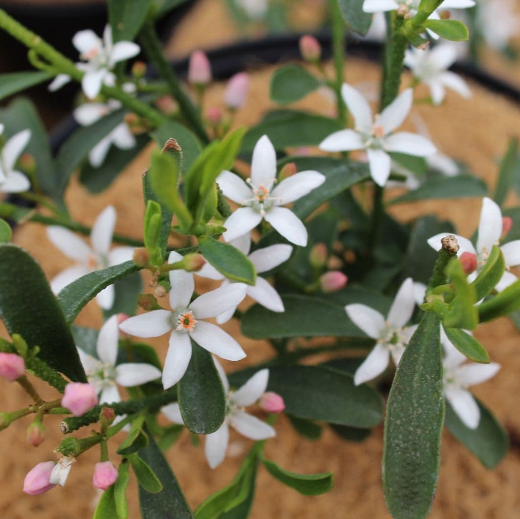 Eriostemon myoporoides