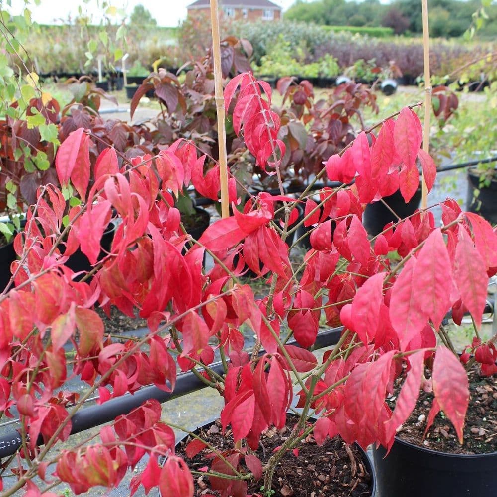 Euonymus europaeus Red Cascade x 3 Litre