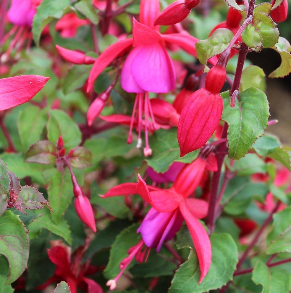 Fuchsia Beacon