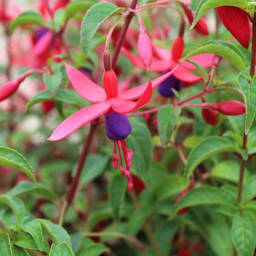 Fuchsia Blue Eyes