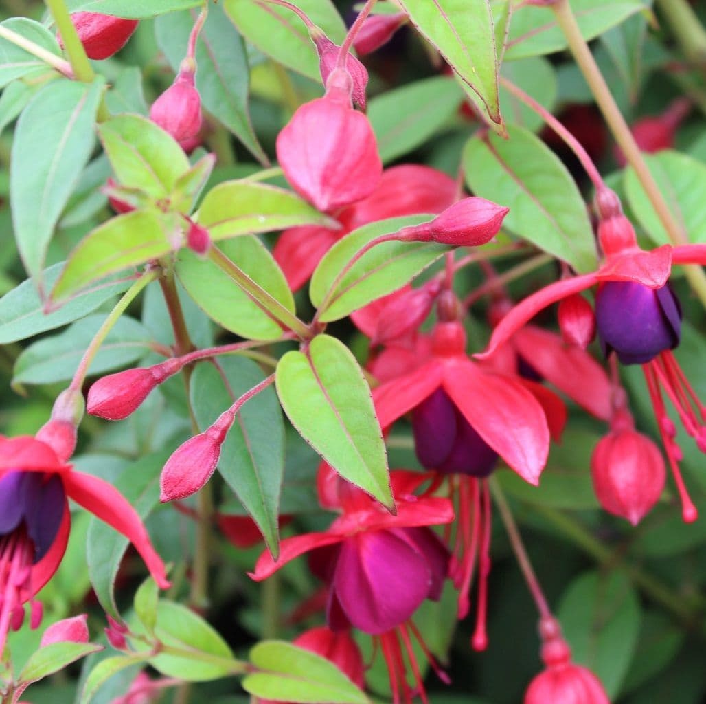 Fuchsia Lady Boothby