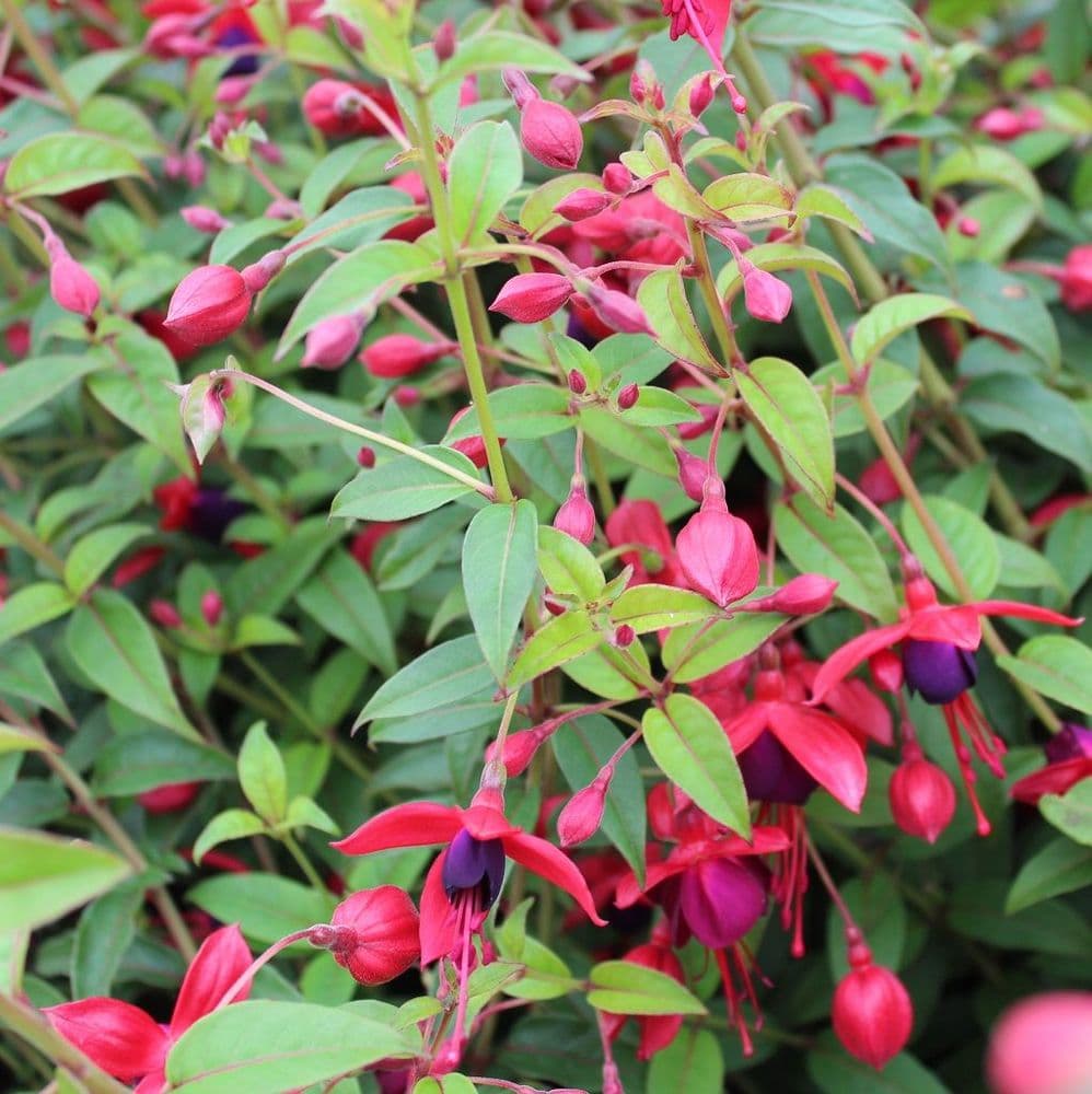 Fuchsia Lady Boothby