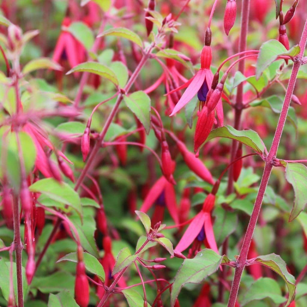 Fuchsia Riccartonii
