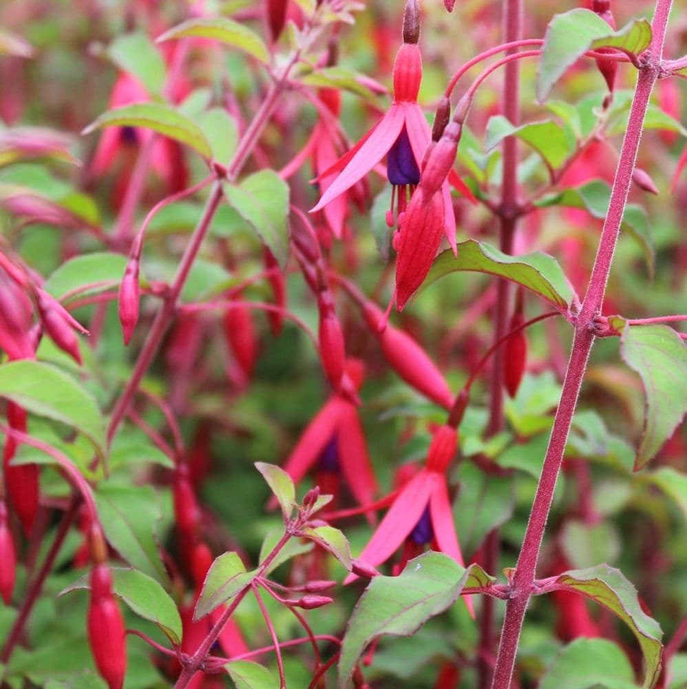 Fuchsia Riccartonii