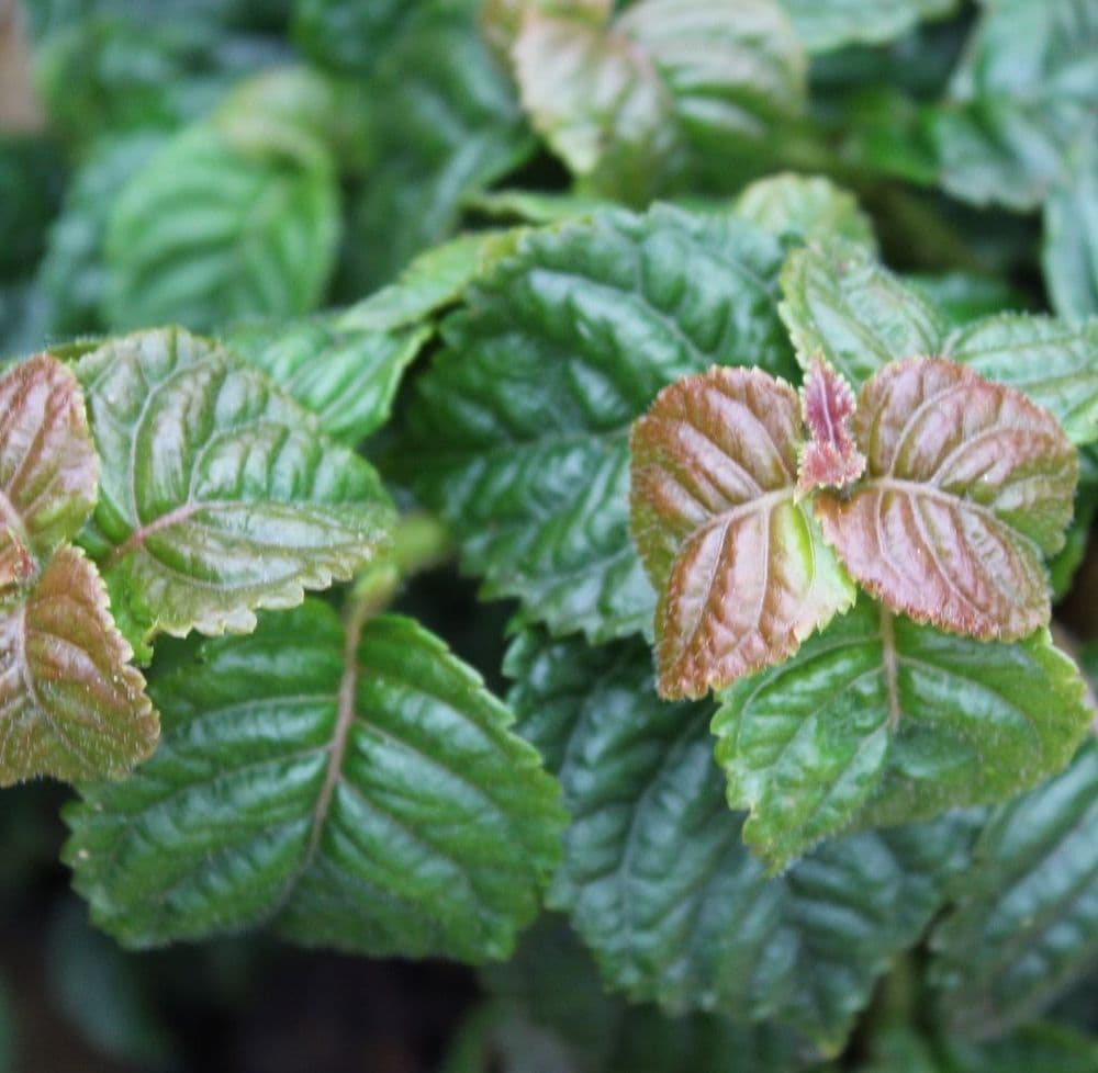 Hydrangea anomala petiolaris Winter Surprise x 3 Litre