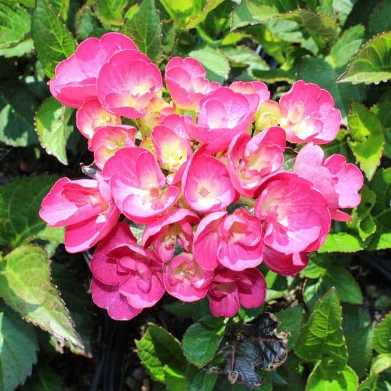Hydrangea macrophylla Julisa 3 Litre