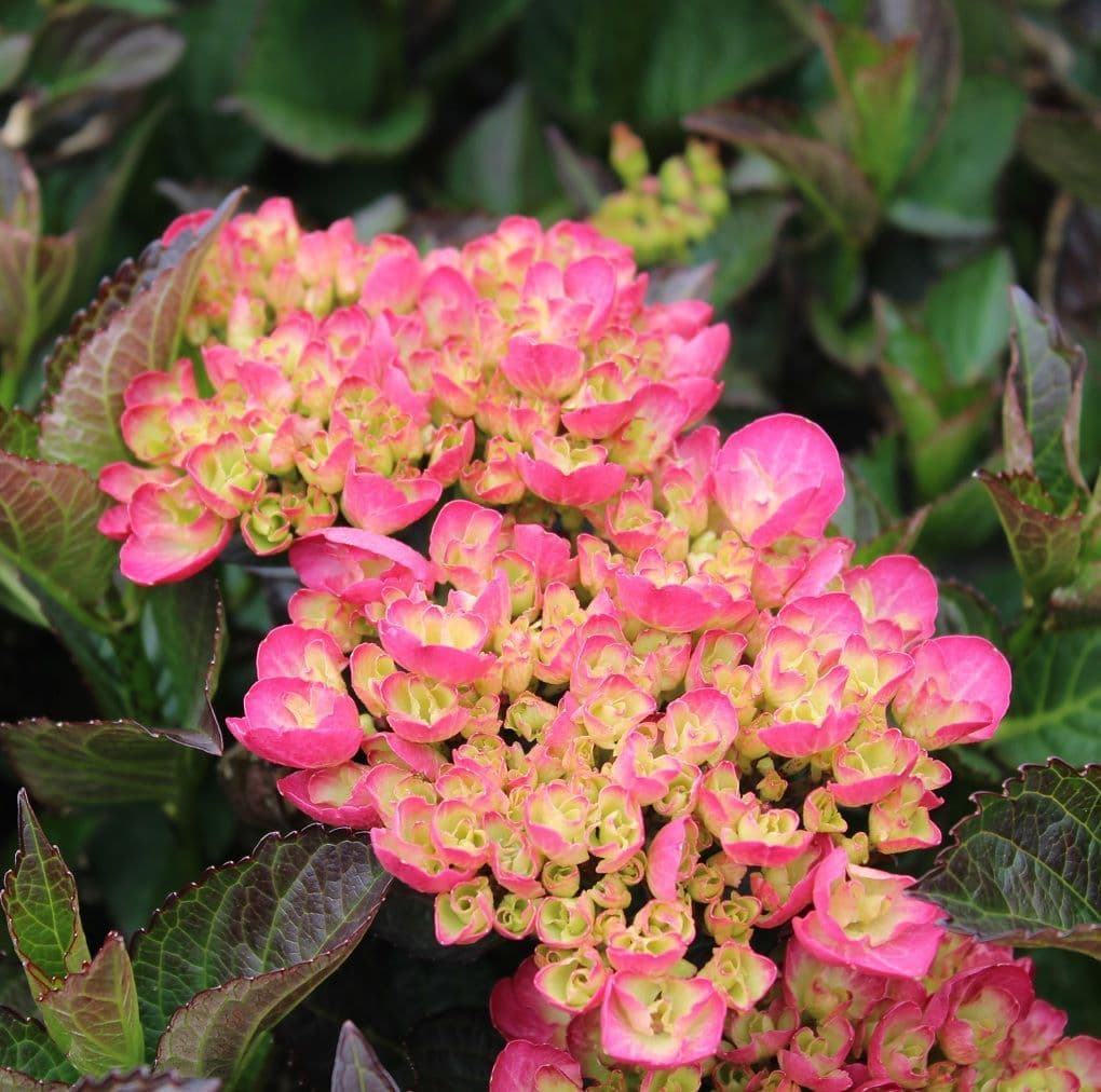 Hydrangea macrophylla Julisa 3 Litre