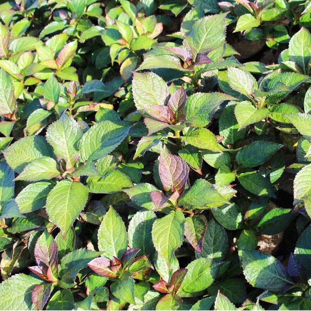 Hydrangea macrophylla Sabrina x 3 Litre