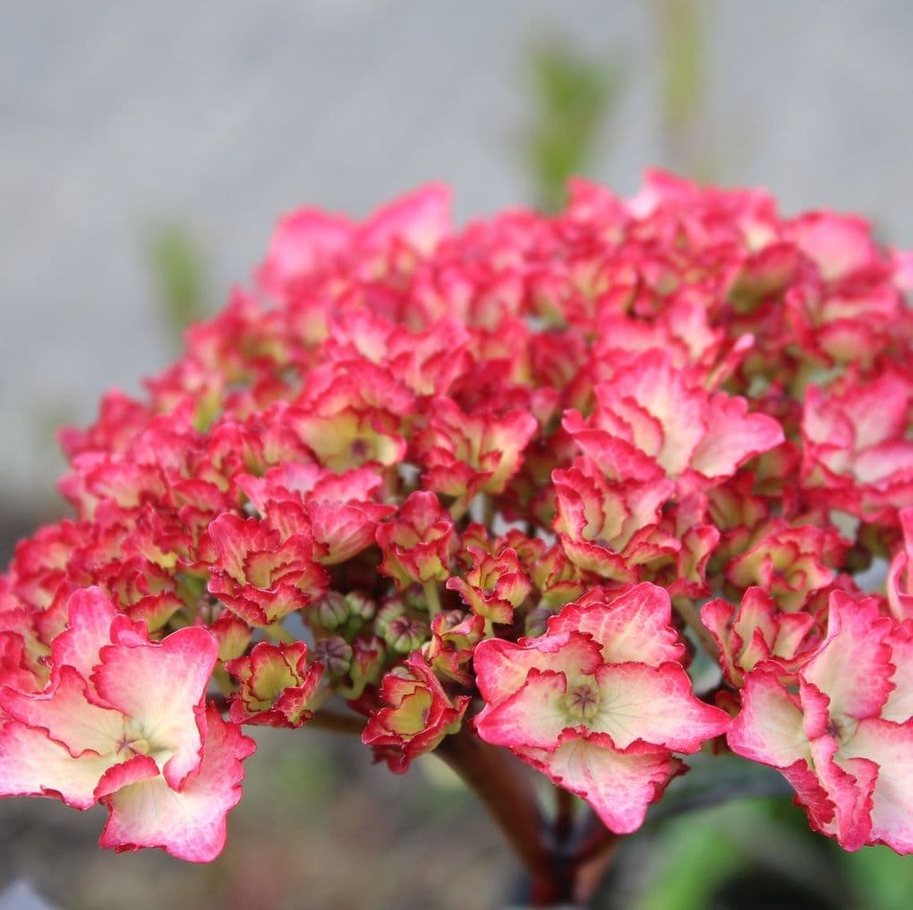 Hydrangea macrophylla Sabrina x 3 Litre