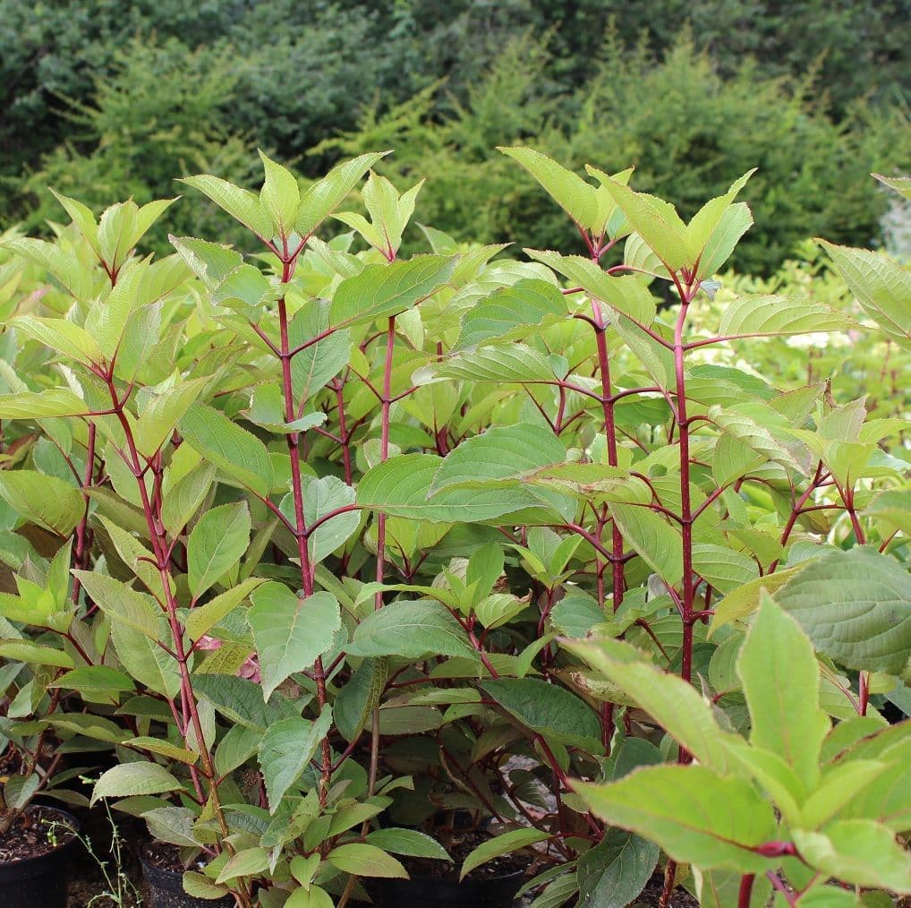 Hydrangea paniculata Early Harry 3 Litre