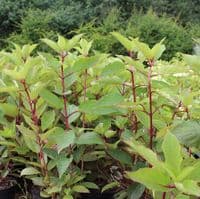 Hydrangea paniculata Early Harry 3 Litre