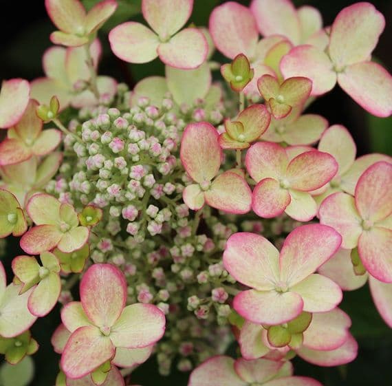 Hydrangea paniculata Early Harry 3 Litre